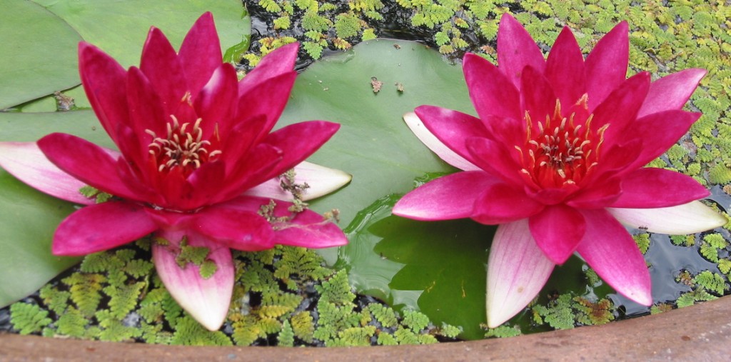 Water Gardens+Fish | Mappins